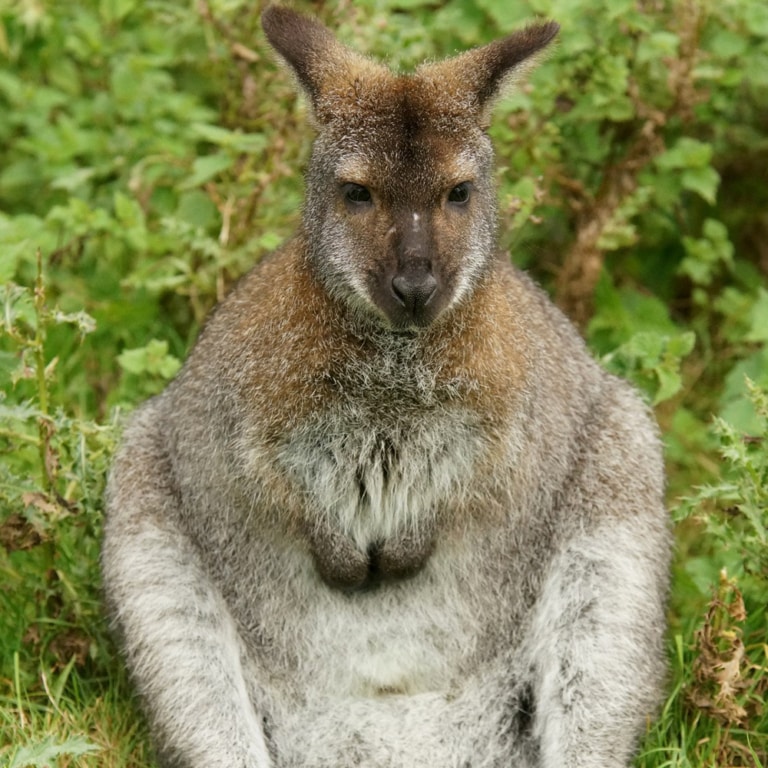 Animals - Dartmoor Zoo