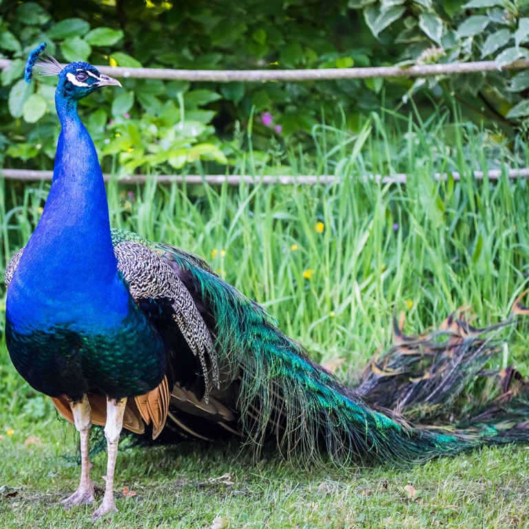 Common Peafowl - Dartmoor Zoo