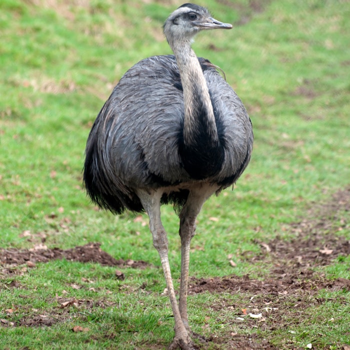 Greater Rhea - Dartmoor Zoo