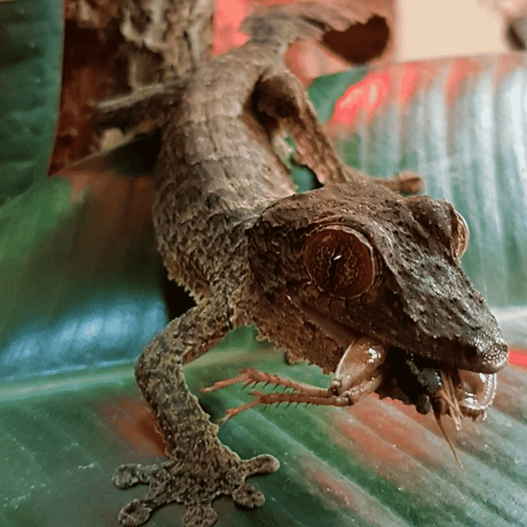 Leaf Tail Gecko - Dartmoor Zoo