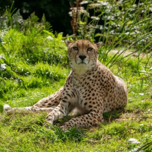 Animals - Dartmoor Zoo