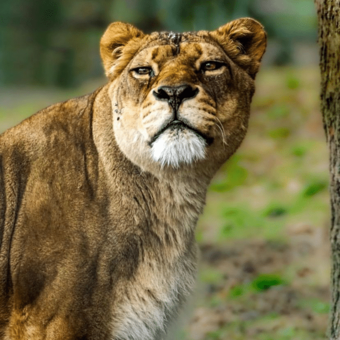 Meet the incredible animals that call Dartmoor Zoo home