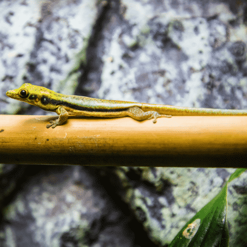 Yellow-headed Day Gecko - Dartmoor Zoo