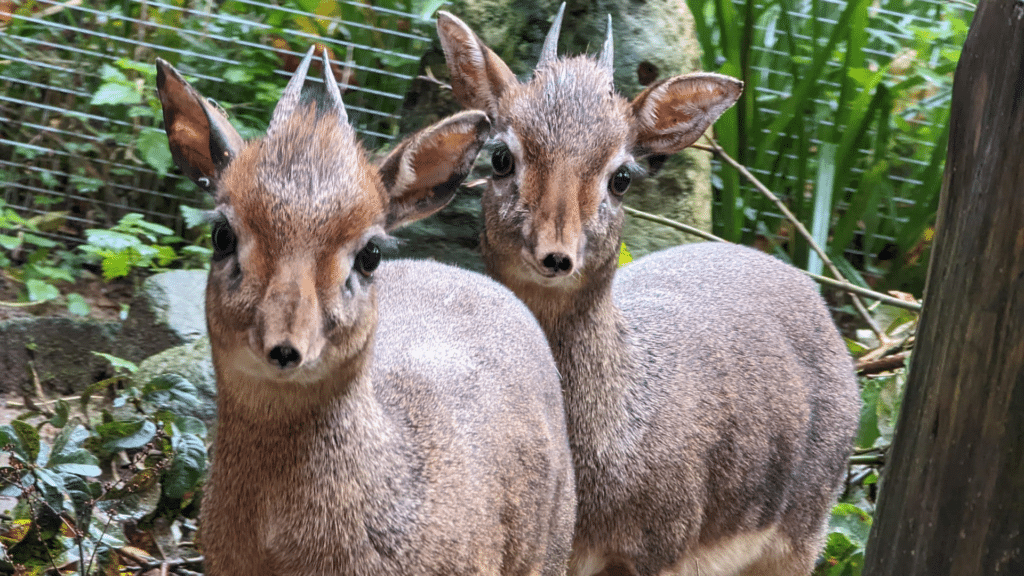 BIAZA - Dartmoor Zoo