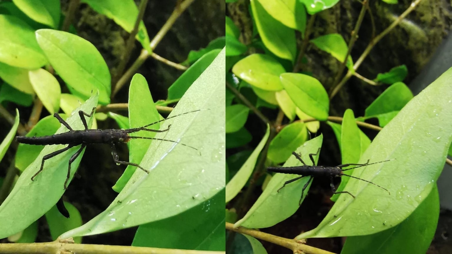 Critically Endangered stick insects born at Dartmoor Zoo - Dartmoor Zoo