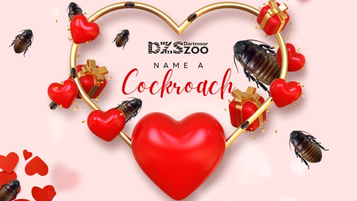 Valentine’s Day – name a cockroach! - Dartmoor Zoo