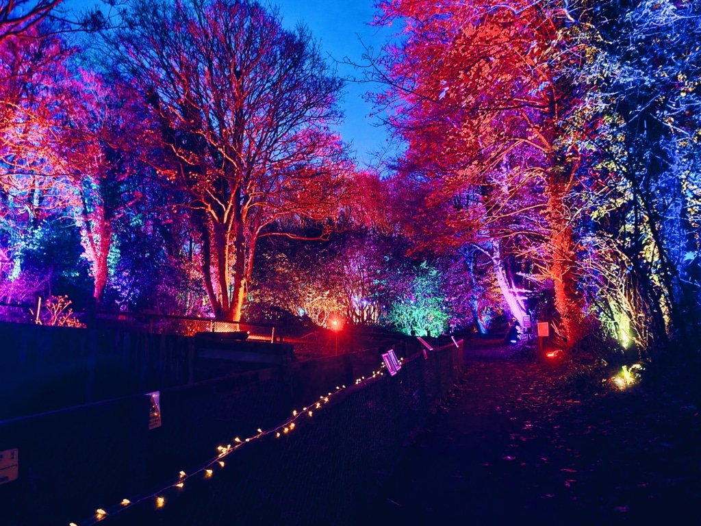 Christmas Events For Families In Devon Festive Magic At Dartmoor Zoo christmas-events-for-families-in-devon-festive-magic-at-dartmoor-zoo