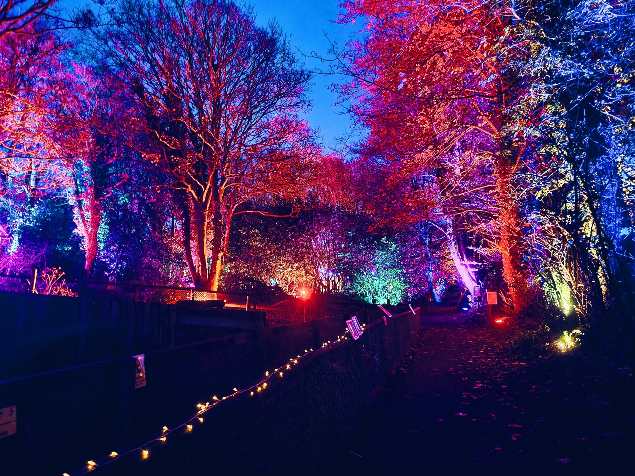 Christmas Events For Families In Devon Festive Magic At Dartmoor Zoo christmas-events-for-families-in-devon-festive-magic-at-dartmoor-zoo