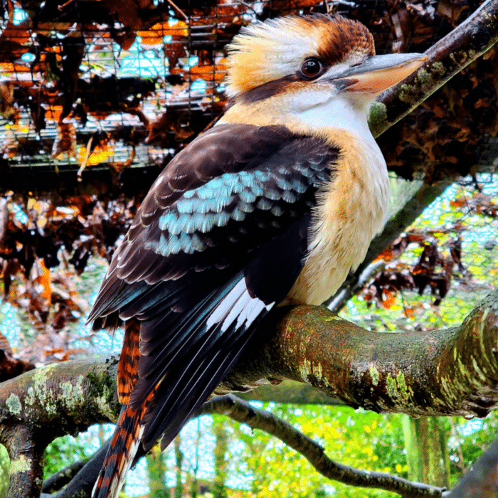 Laughing Kookaburra - Dartmoor Zoo