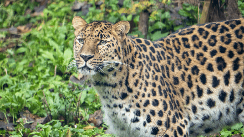 CSR activities & team volunteering work | Dartmoor Zoo