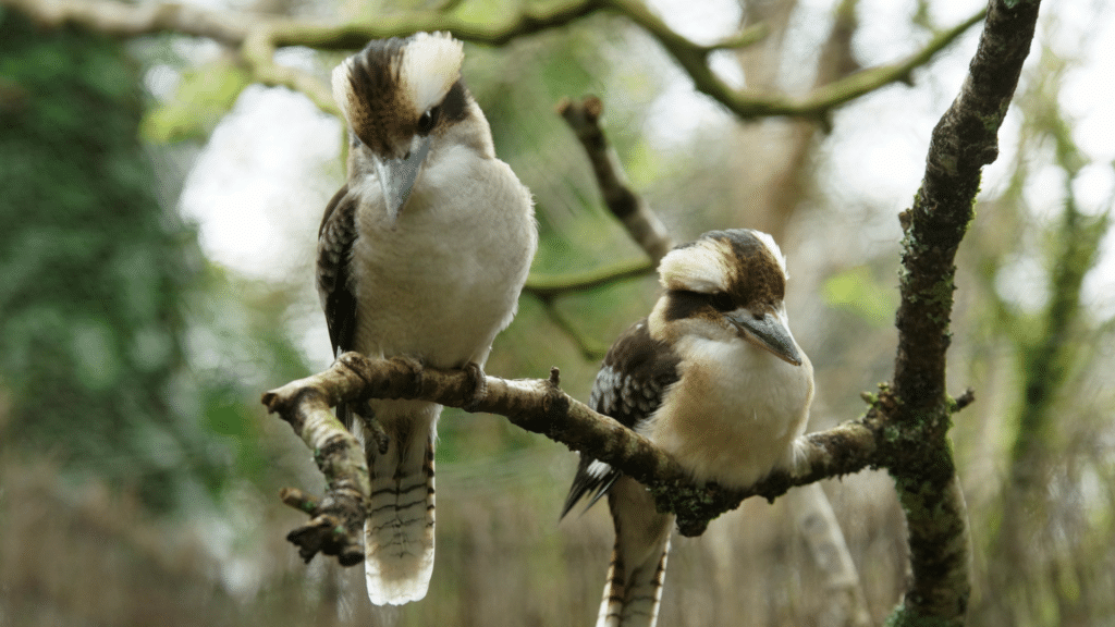 Groups and Travel Trade - Dartmoor Zoo